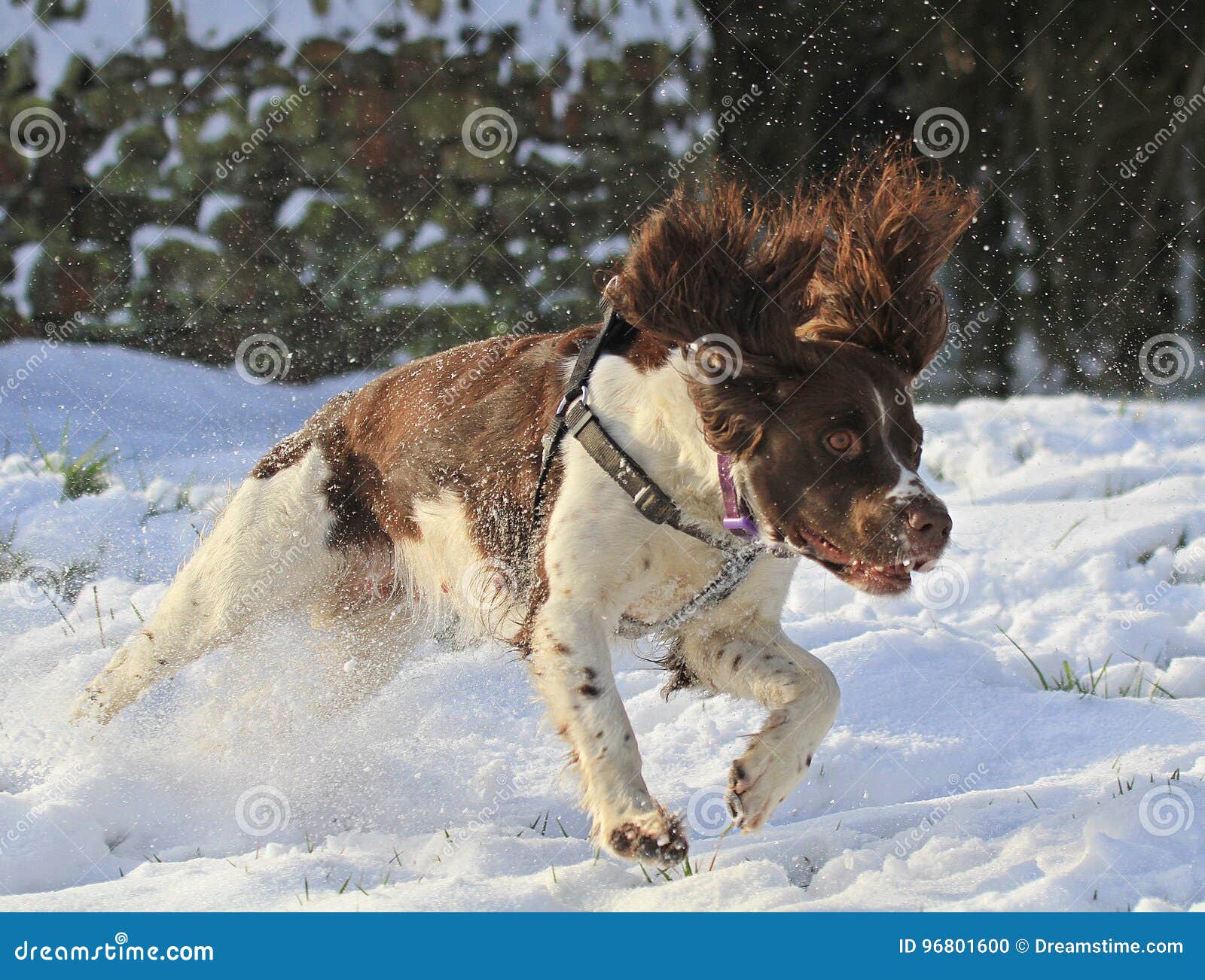 Springer Spaniel Running in the Snow Stock Photo - Image of white, ears ...