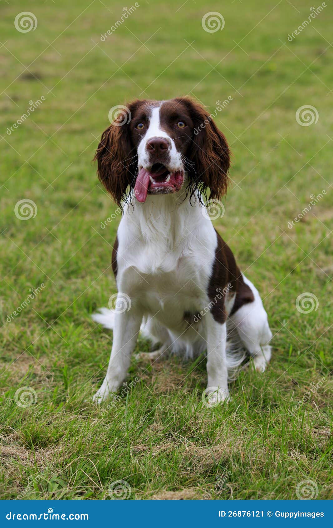 Springer Spaniel sitting stock image. Image of brown - 26876121