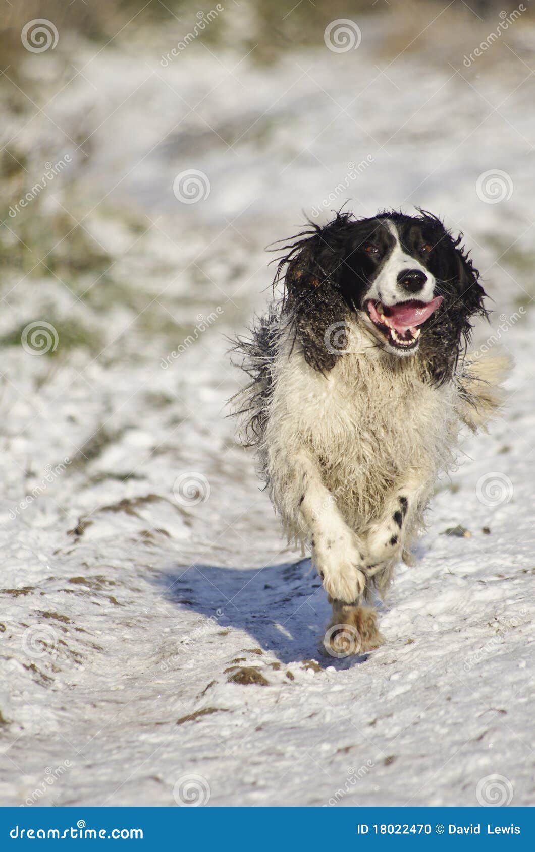 Springer spaniel in snow stock photo. Image of outdoors - 18022470