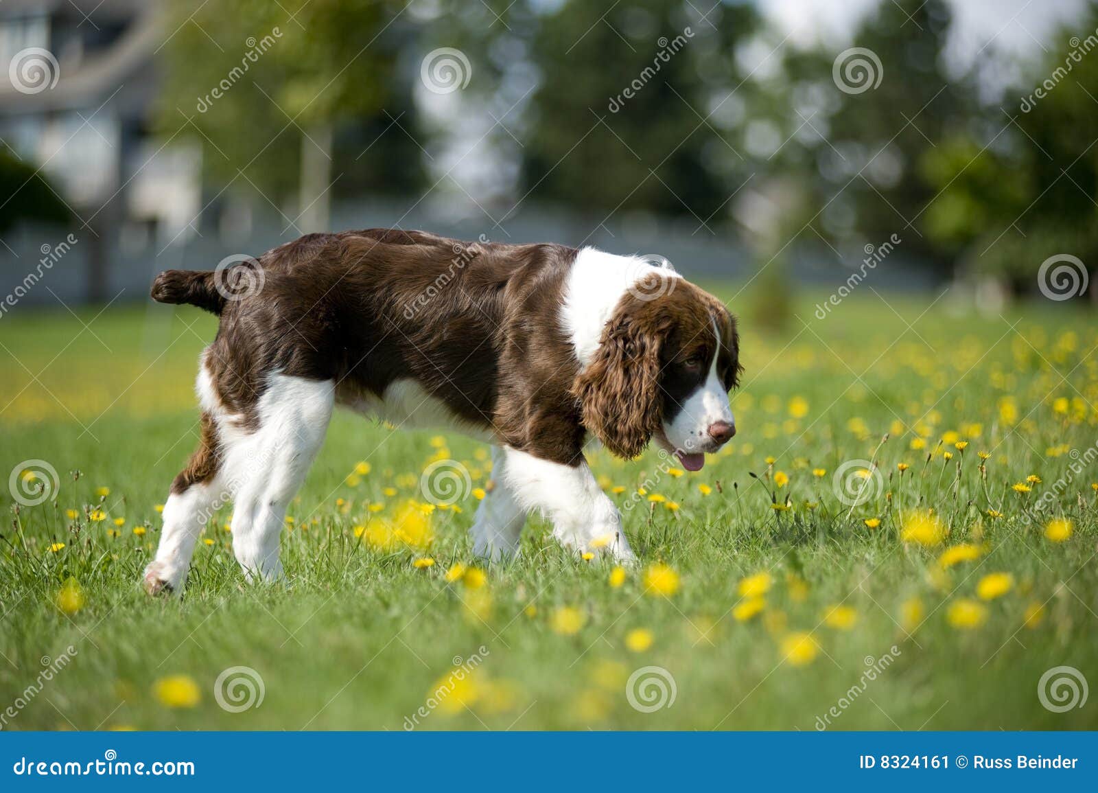 Springer Spaniel Walks in the Daisies Stock Image - Image of summer ...