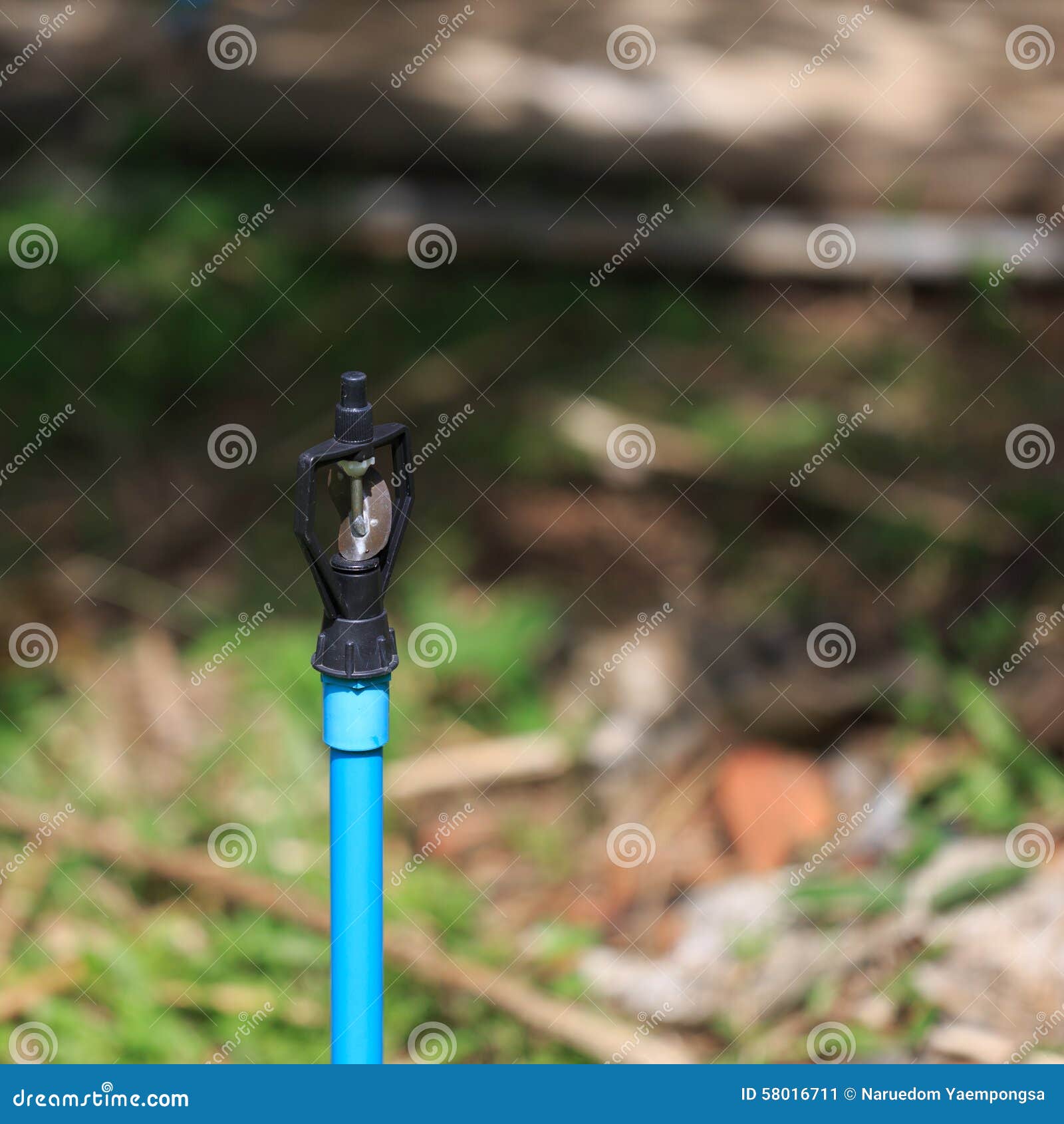 Springer Water stock image. Image of growth, humidity - 58016711