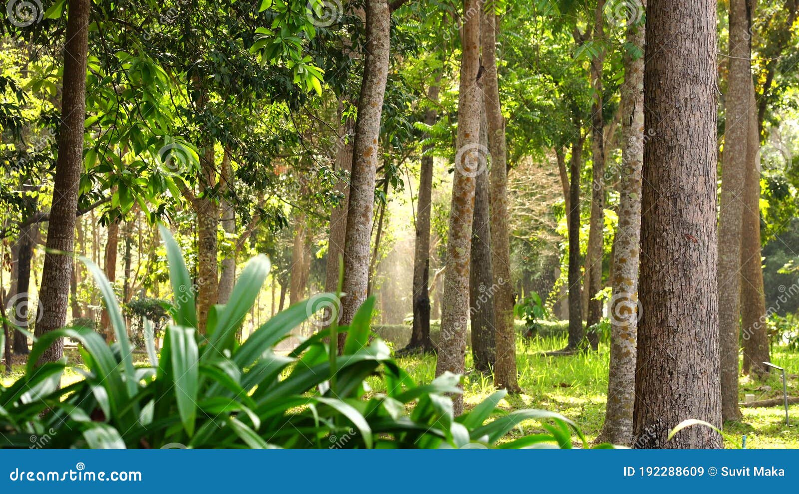 Springer Watered the Trees in a Park Stock Video - Video of plant, park ...
