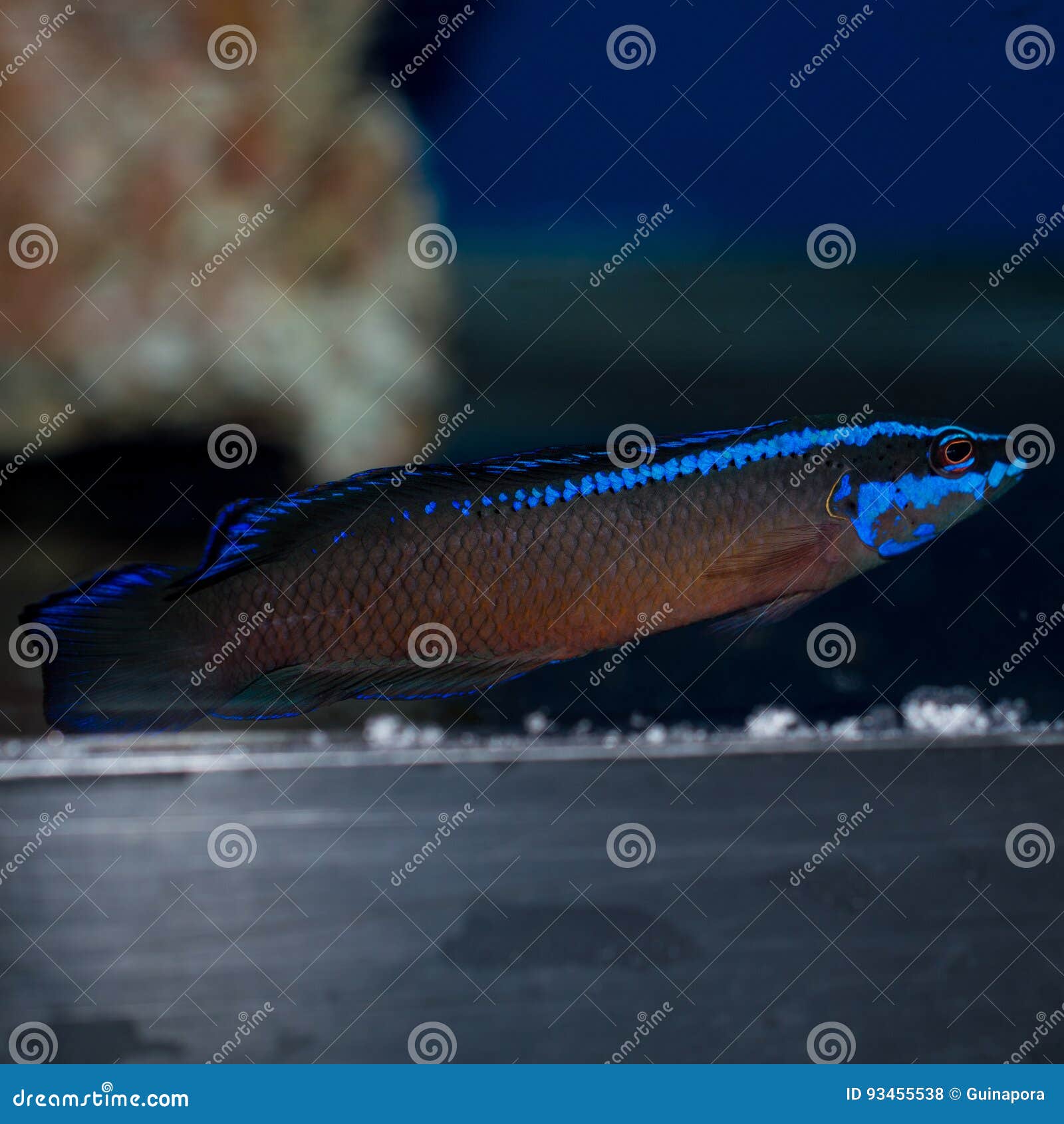 Springeri Dottyback stock photo. Image of dark, vertical - 93455538