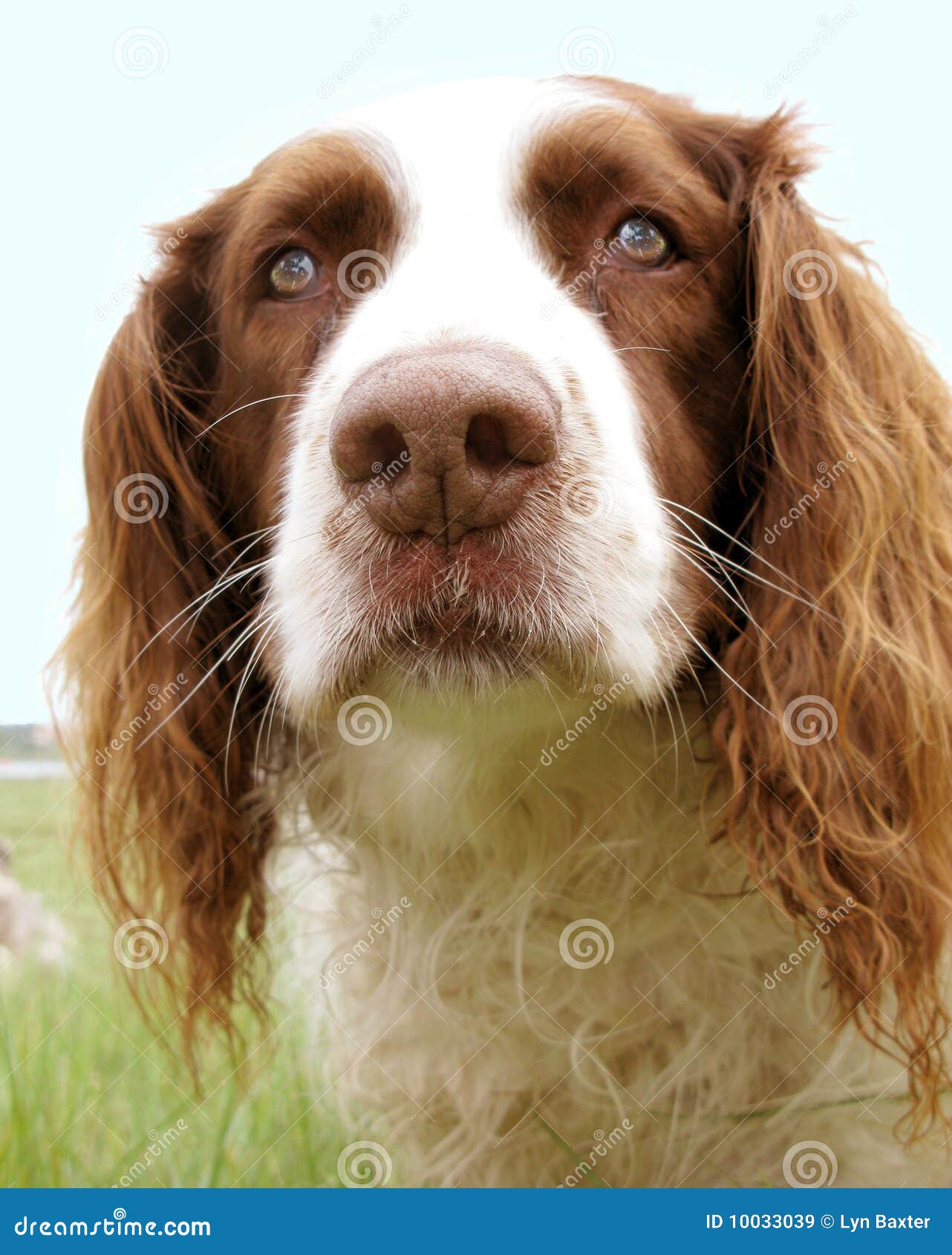 The springers nose stock image. Image of mammal, springer - 10033039