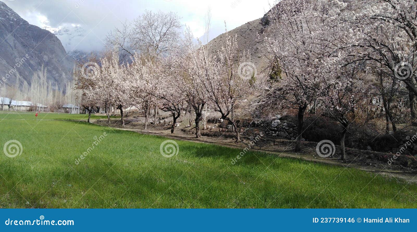 Springfield with Blooming Trees Stock Photo - Image of wildflower, leaf ...