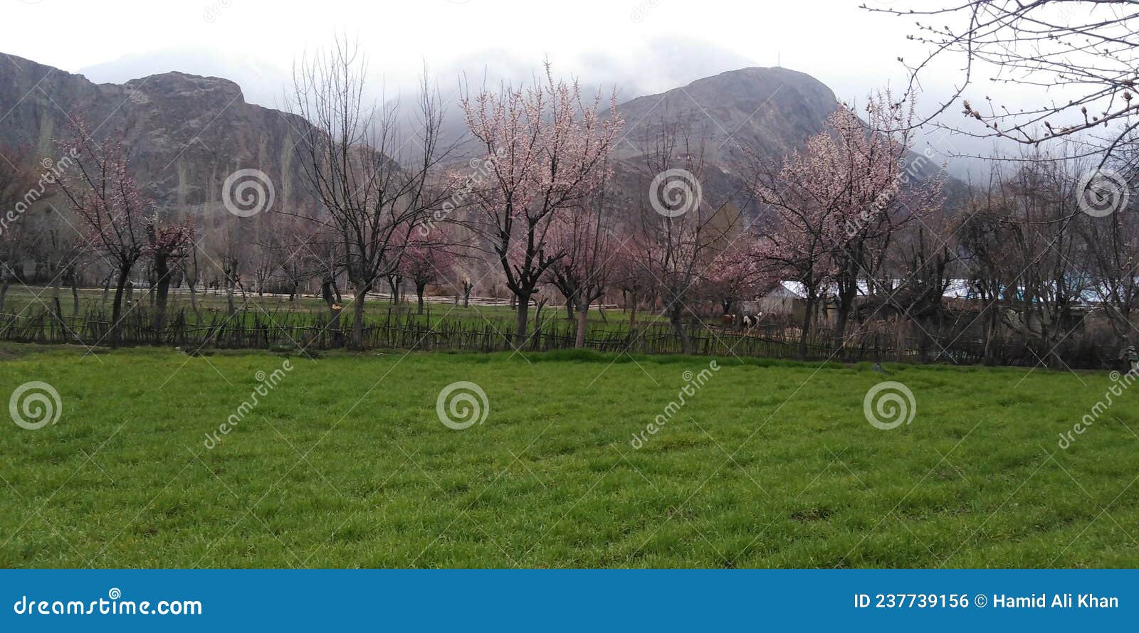 Springfield with Blooming Trees Stock Photo - Image of trees, lawn ...