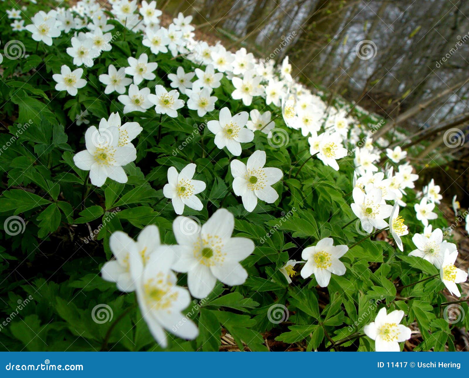 Springforest stock image. Image of wood, forest, walk, green - 11417