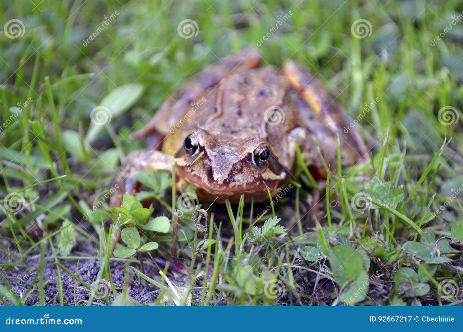 Springfrosch Rana Dalmatina Stock Image - Image of grass, fauna: 92667217