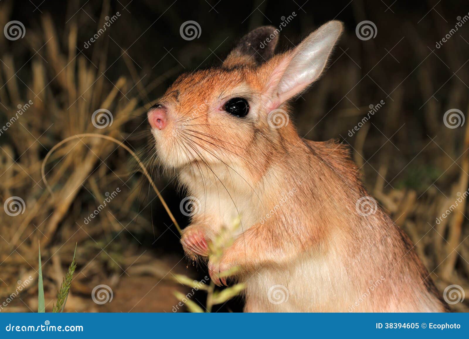 Springhare, Pedetes Capensis, Standing Royalty-Free Stock Photography ...