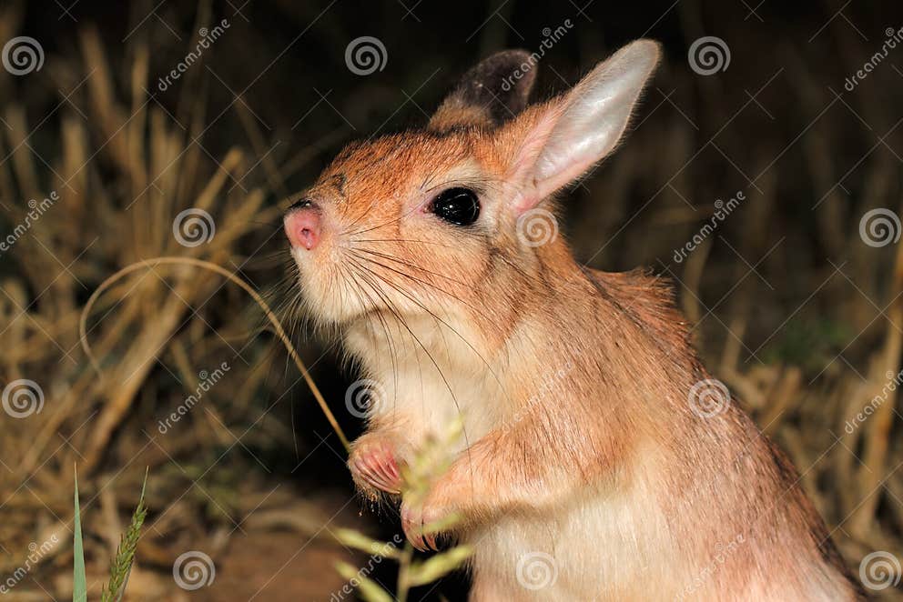 Springhare stock image. Image of furry, portrait, africa - 38394605