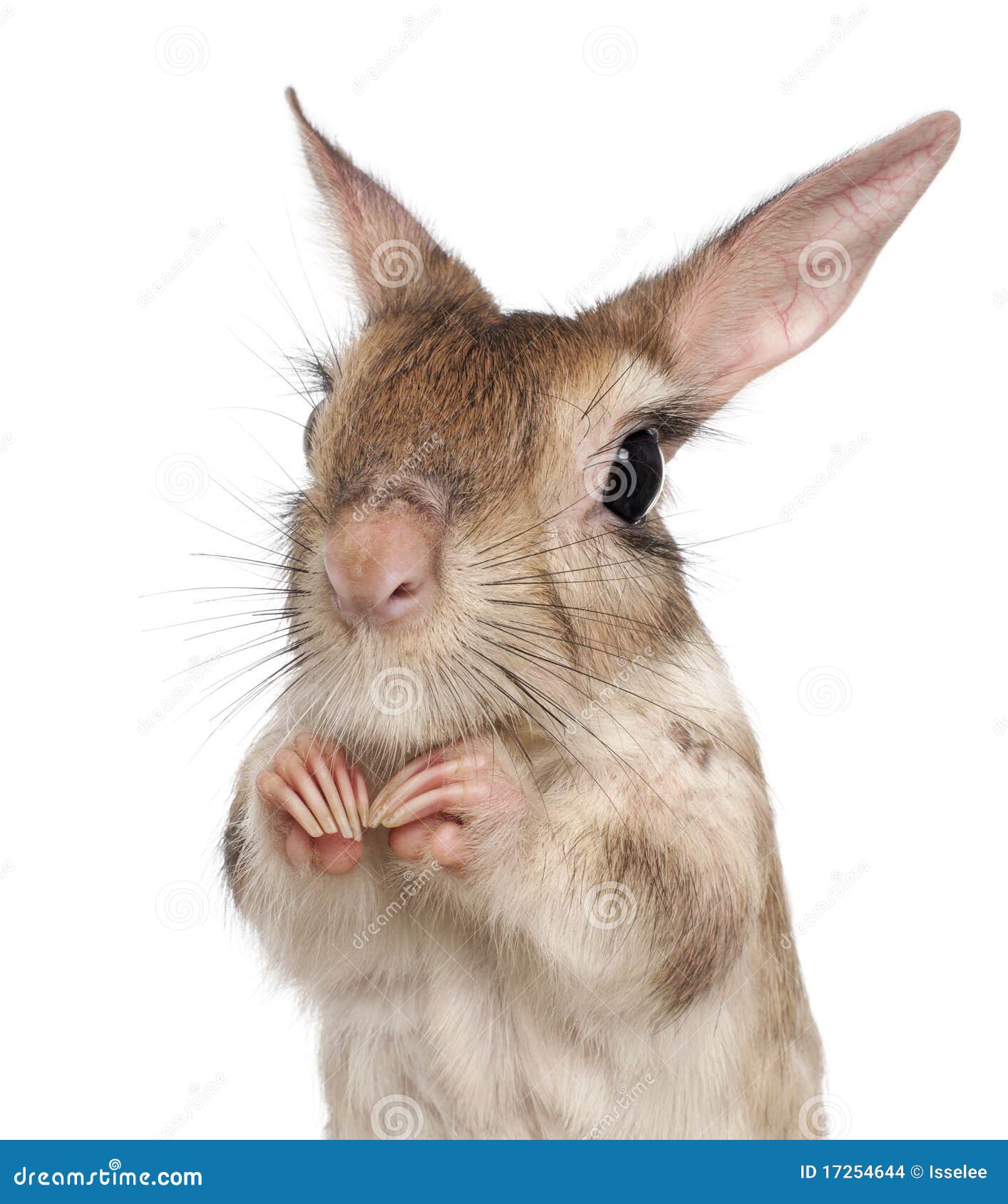 Springhare, Capensis De Pedetes Foto de Stock - Imagem de vertebrado ...