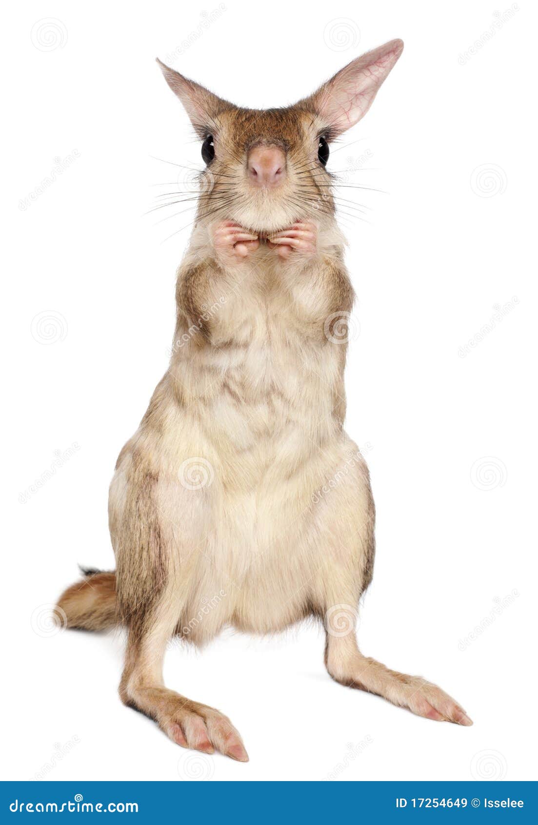 Springhare, Pedetes Capensis, Standing Royalty-Free Stock Photography ...