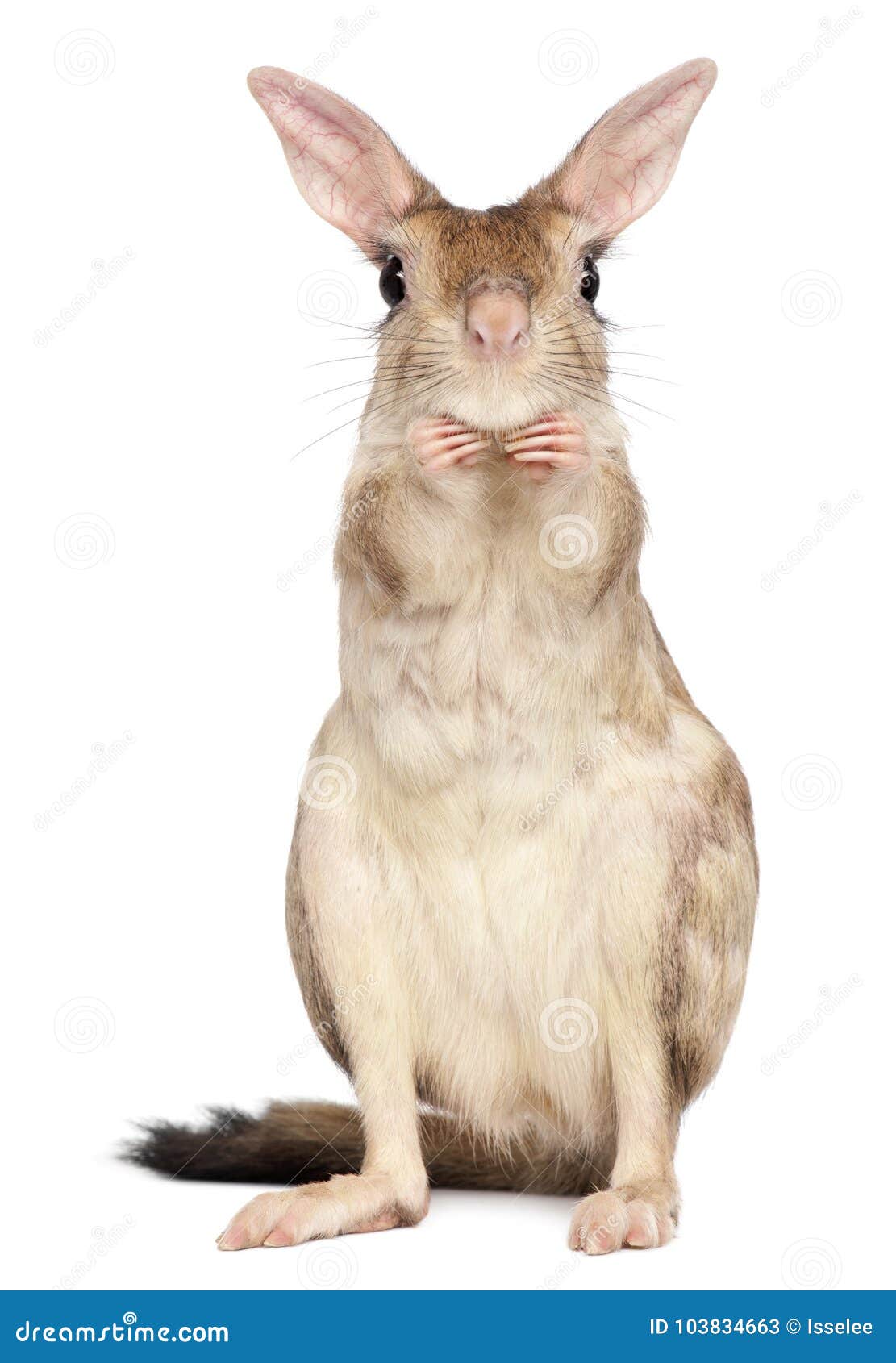 Springhare, Pedetes Capensis, Standing Royalty-Free Stock Photography ...