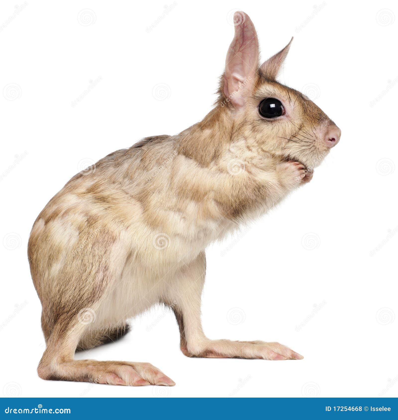 Springhare, Pedetes Capensis, Stehend Stockfoto - Bild von schauen ...