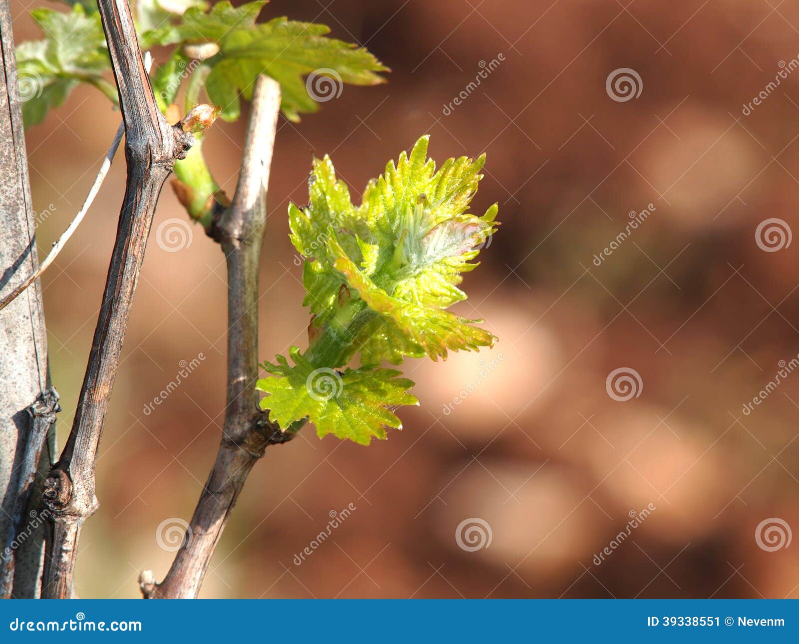 Springin the vineyard stock image. Image of growth, cultivation - 39338551