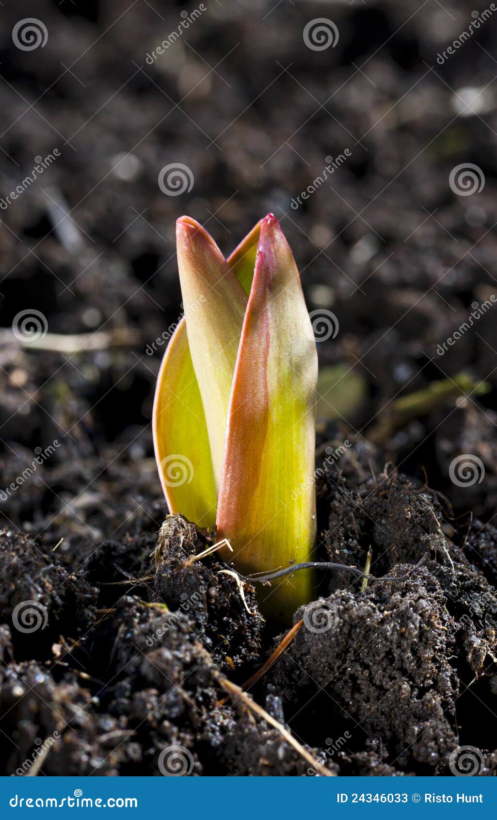 Springing flower stock image. Image of macro, blueish - 24346033