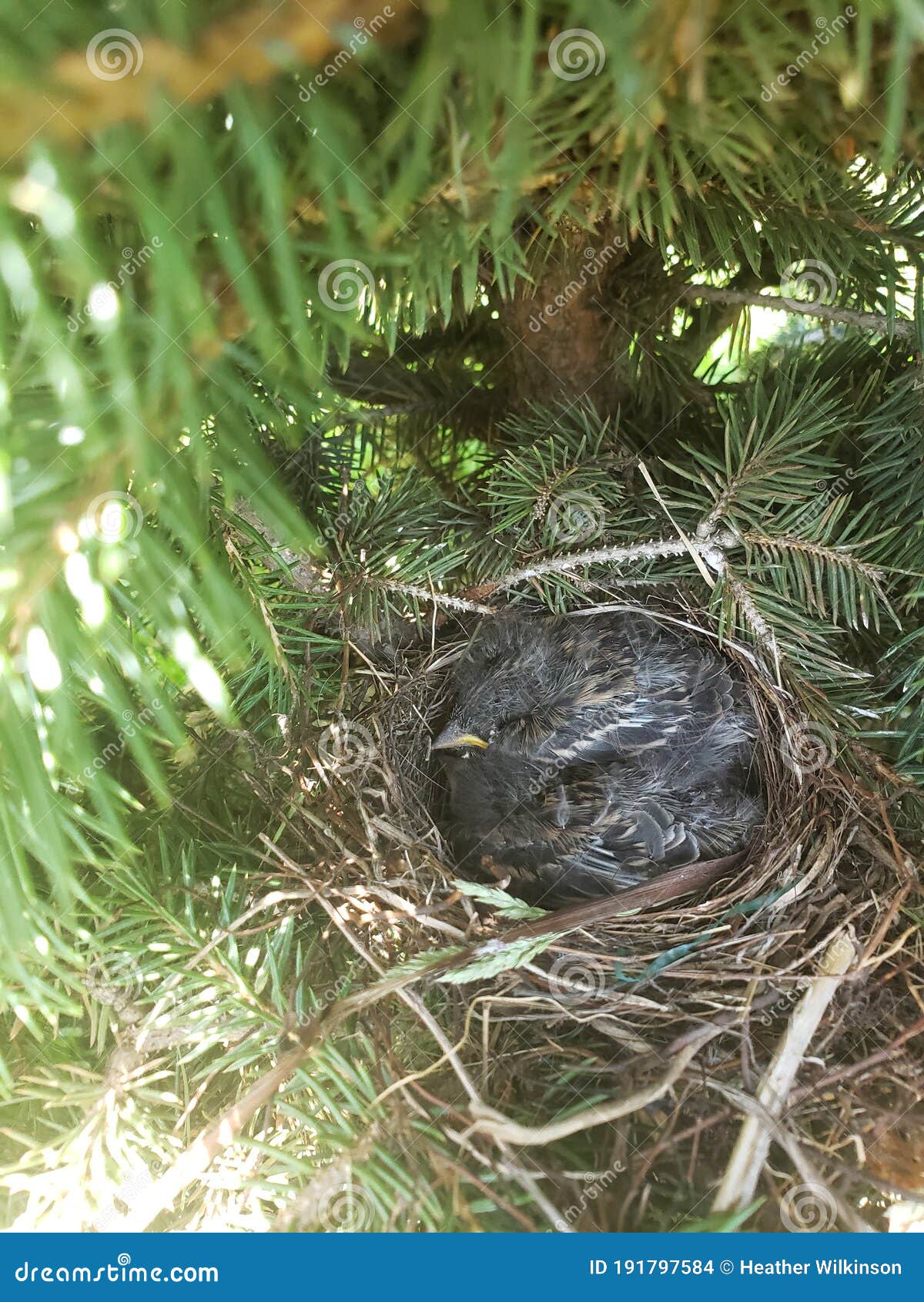 Springing forth new life stock photo. Image of bird - 191797584