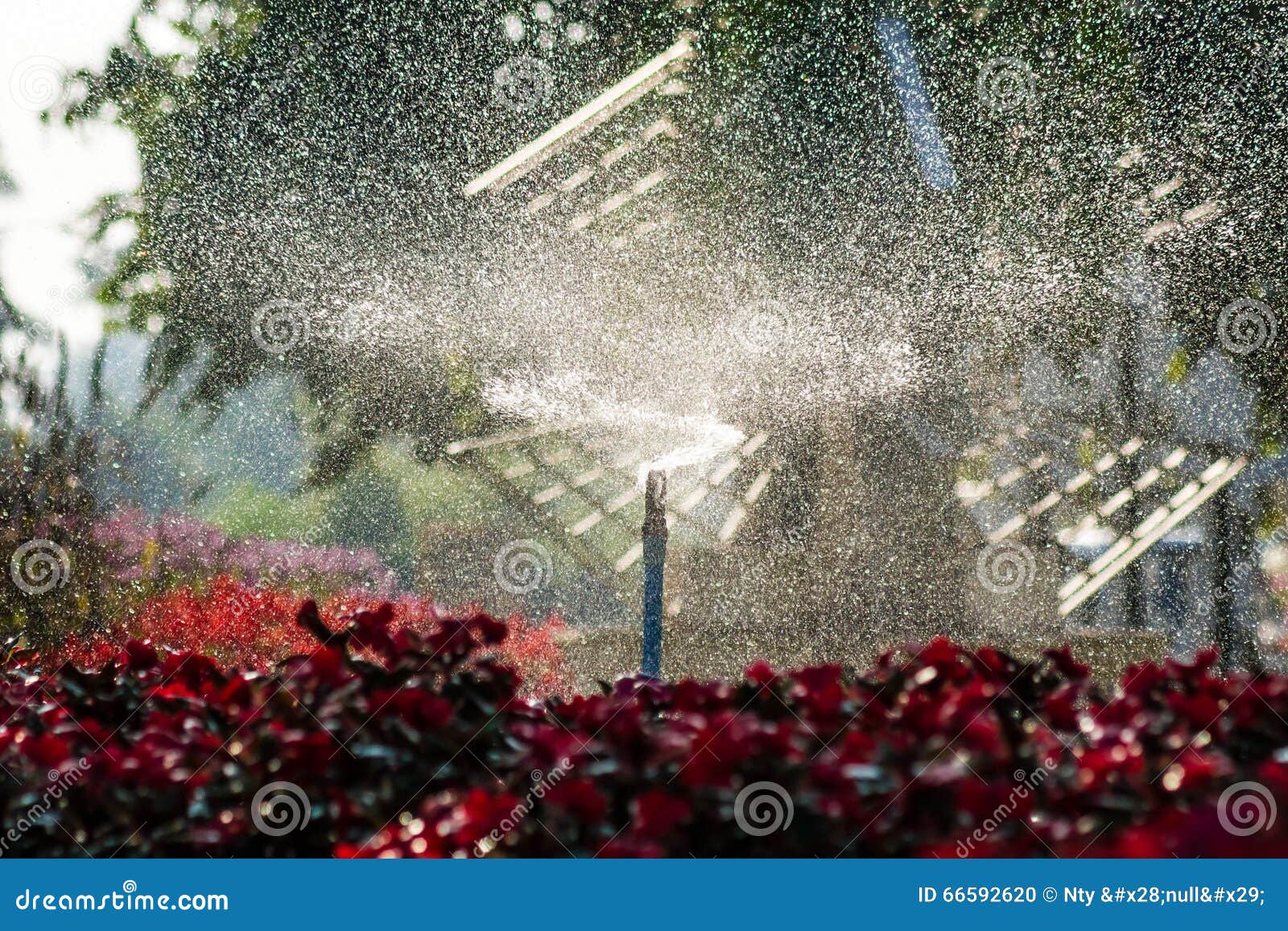 Springkler stock photo. Image of system, drop, irrigation - 66592620