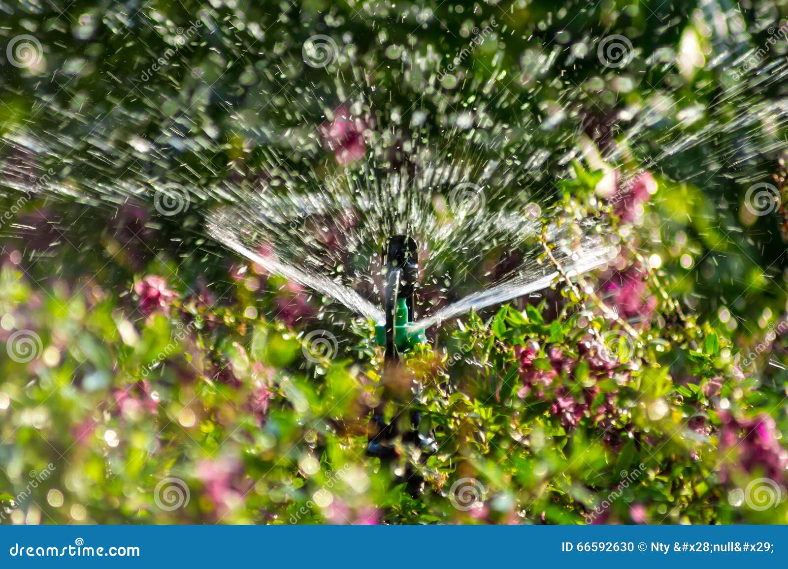 Springkler stock photo. Image of drought, liquid, sprinkler - 66592630