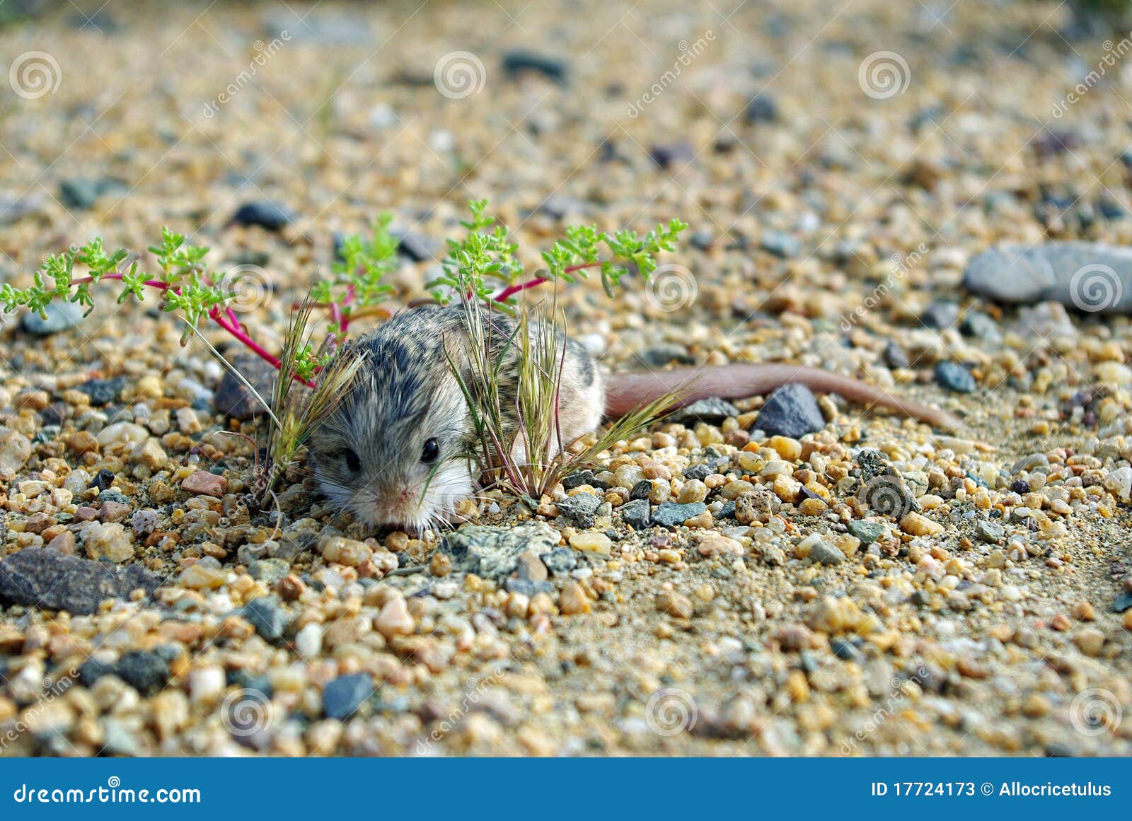 Springmuis stock afbeelding. Image of zoogdier, nave - 17724173