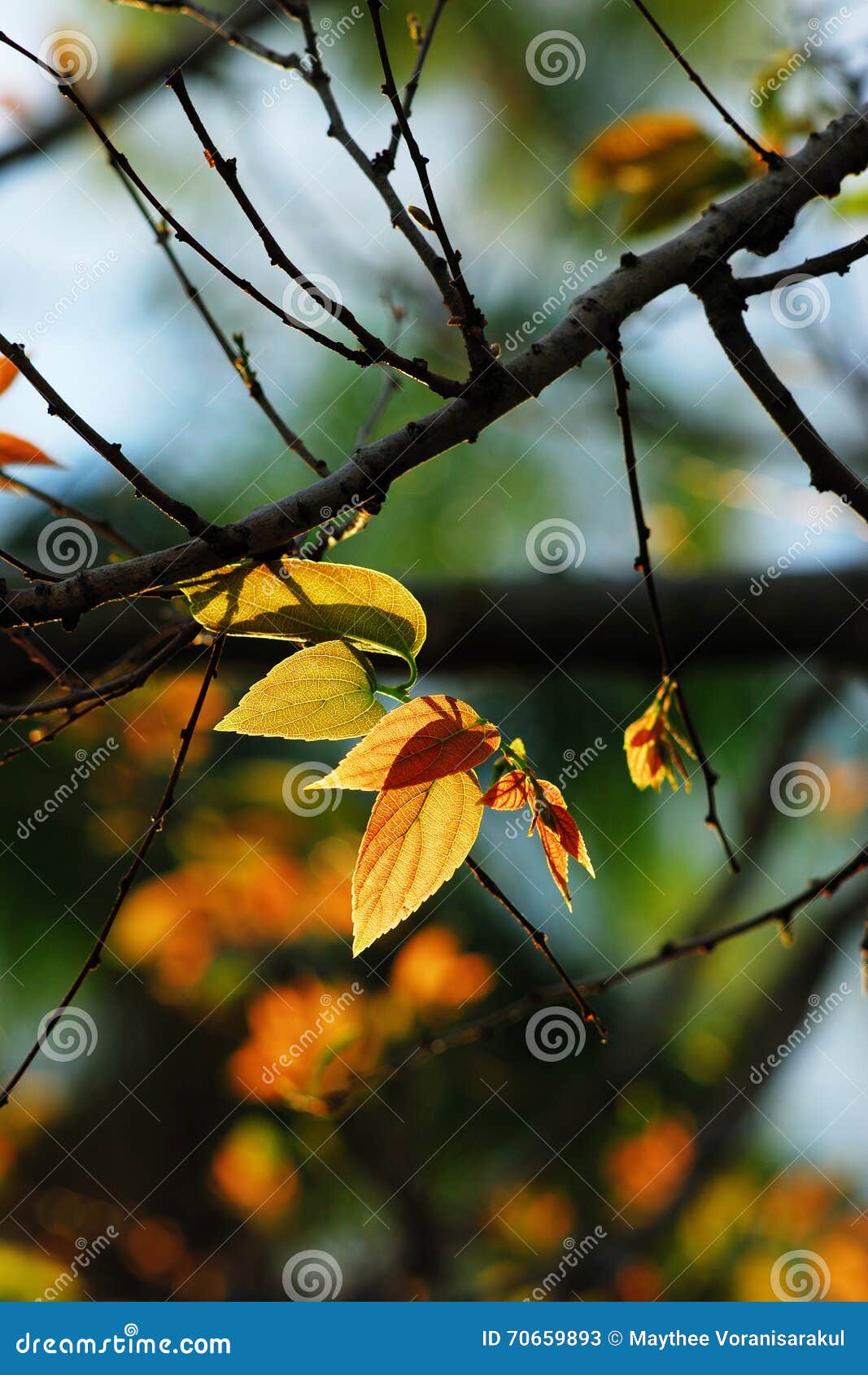 Springs leaves stock image. Image of recharge, tree, trunk - 70659893