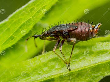 Springtail stock photo. Image of colored, detail, closeup - 25173302