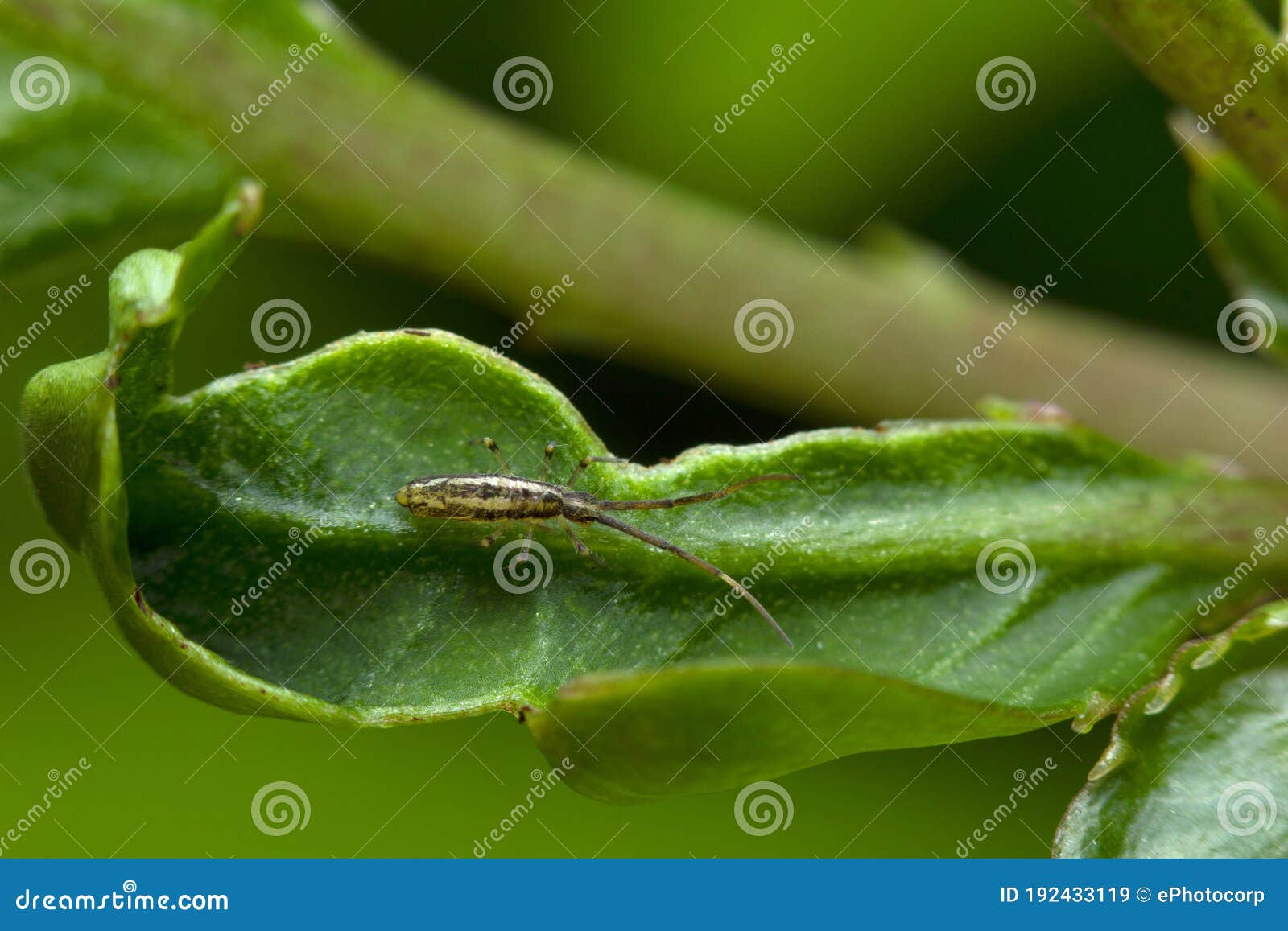 Springtail Insect on Leaf. Collembola Form the Largest of the Three ...