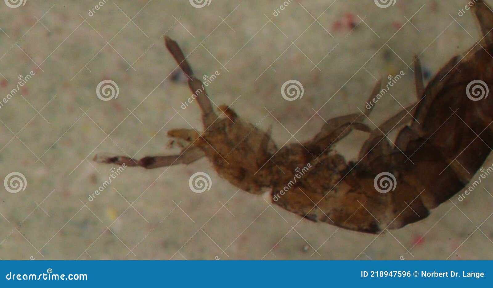 Springtail insect stock footage. Video of brown, vermin - 218947596