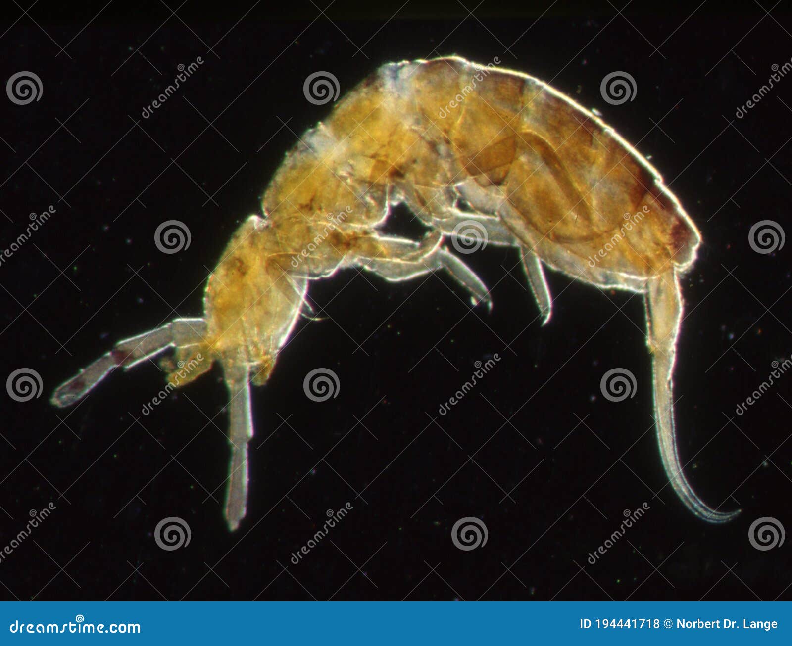 Springtail Insect Under the Microscope Stock Photo - Image of insects ...