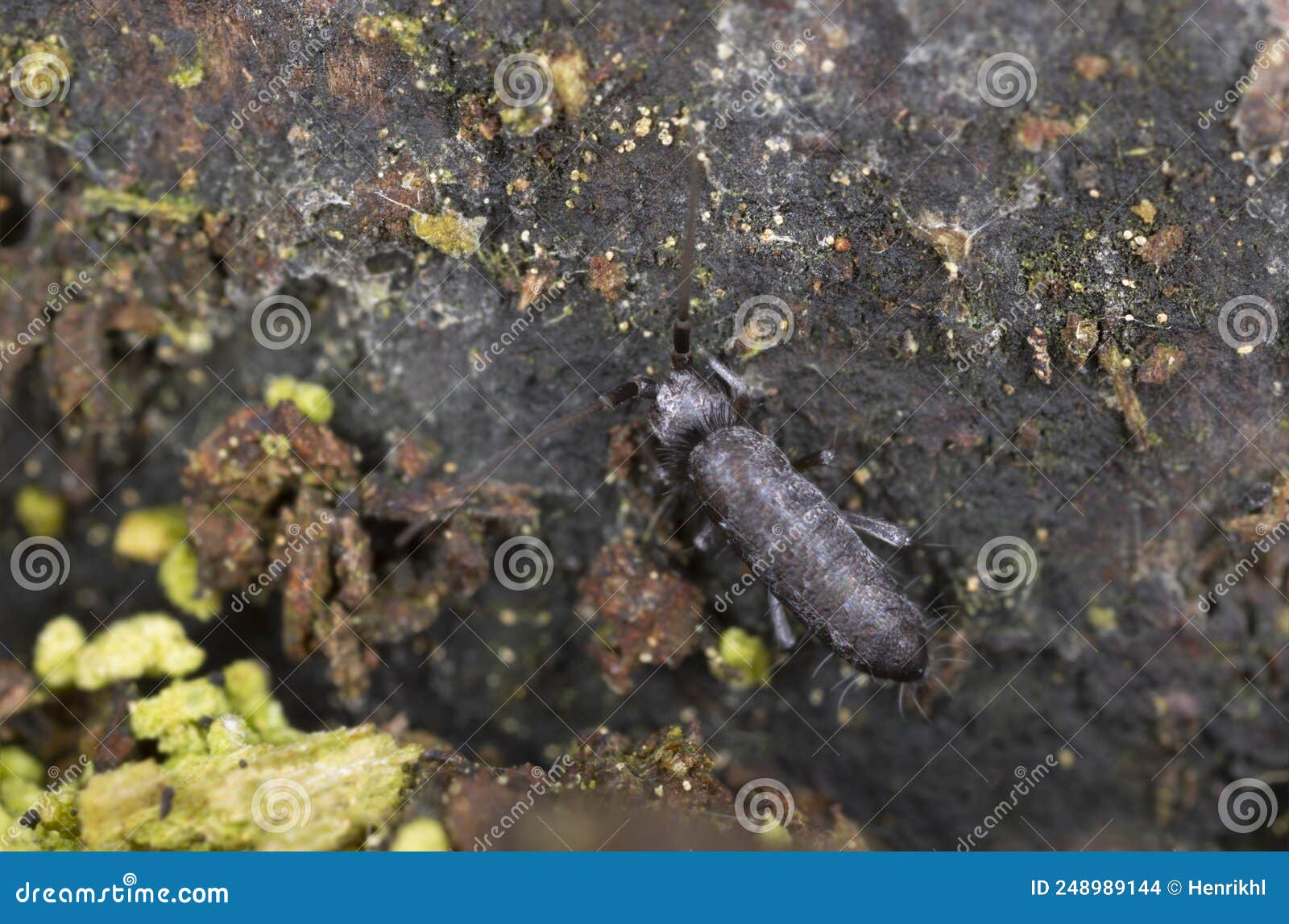 Springtail in Natural Environment Stock Photo - Image of grey ...