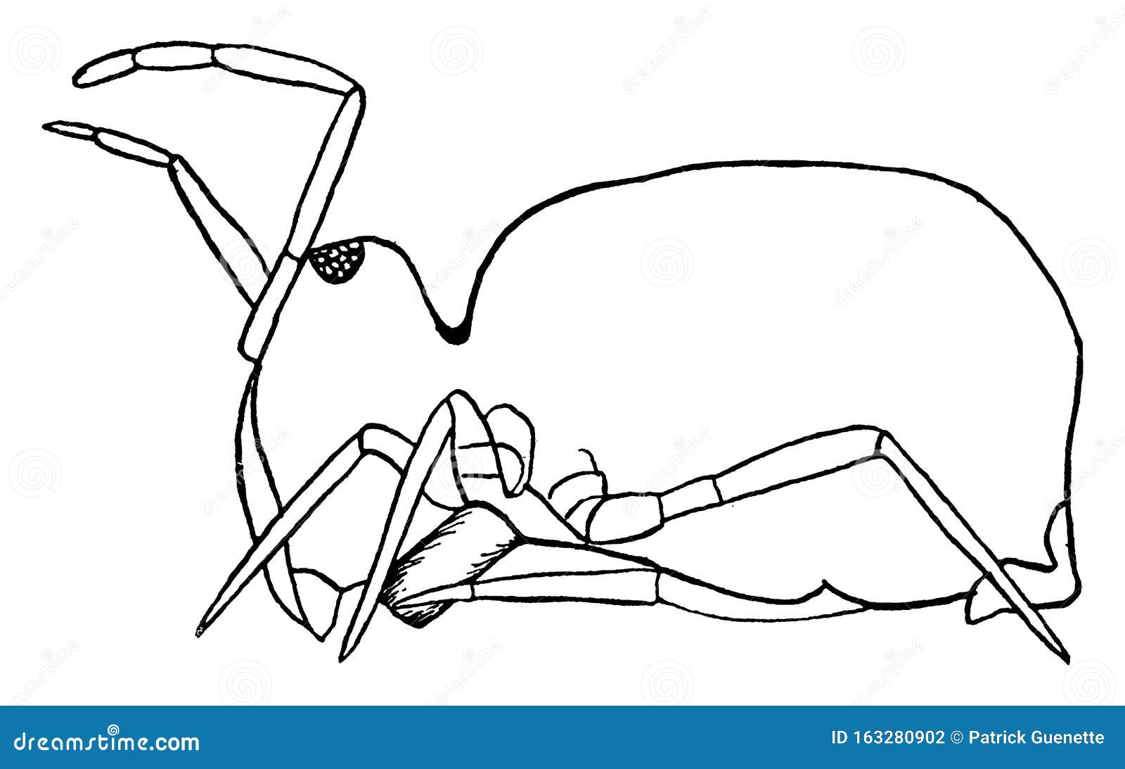 Springtail Cartoons, Illustrations & Vector Stock Images - 10 Pictures ...