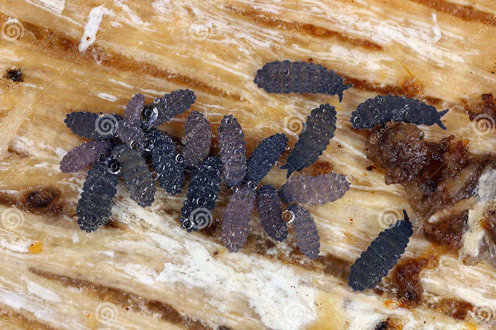 Springtails, Order Collembola. Group Under the Bark Stock Image - Image ...