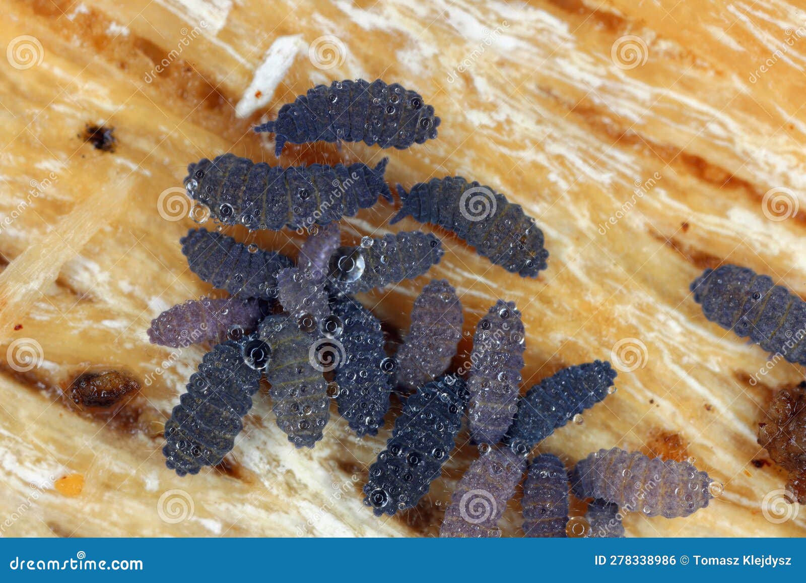 Springtails, Order Collembola. Group Under the Bark Stock Photo - Image ...