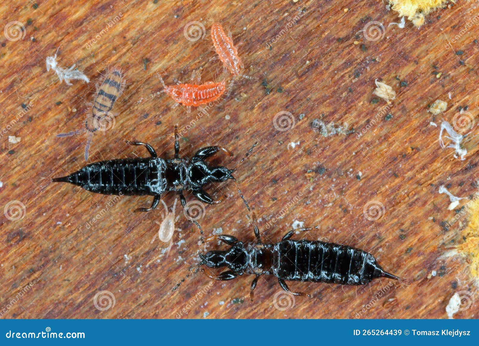 Springtails And Thrips. Stock Photo | CartoonDealer.com #265264422