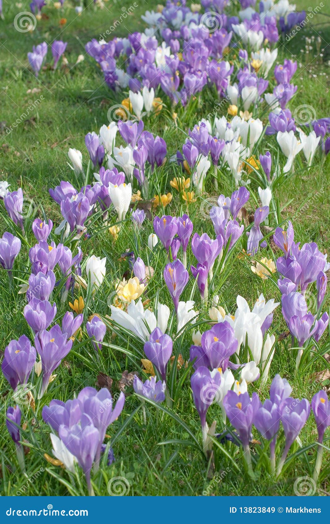 Springtime stock image. Image of flowers, grass, fresh - 13823849