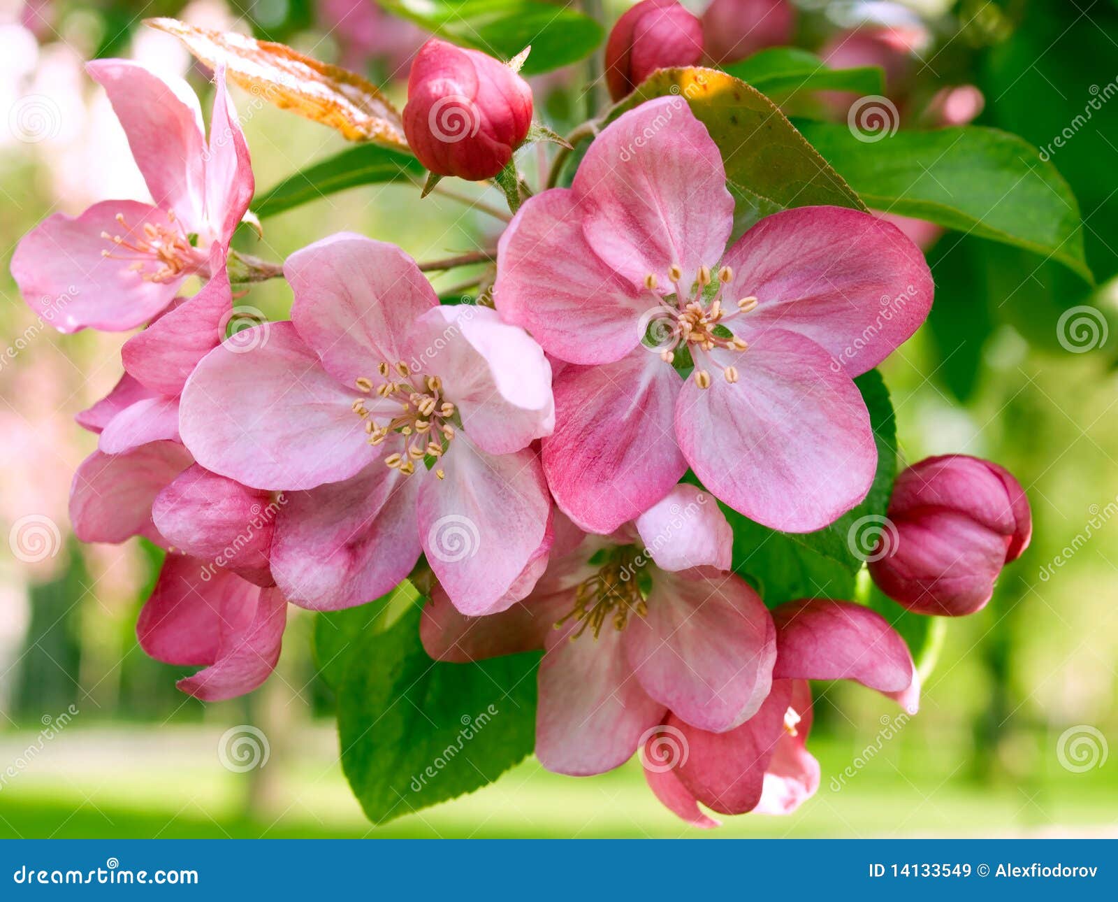 Springtime. stock image. Image of flower, fresh, close - 14133549