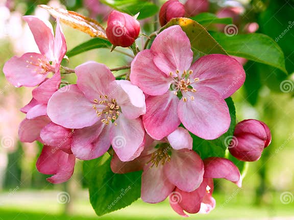 Springtime. stock image. Image of flower, fresh, close - 14133549