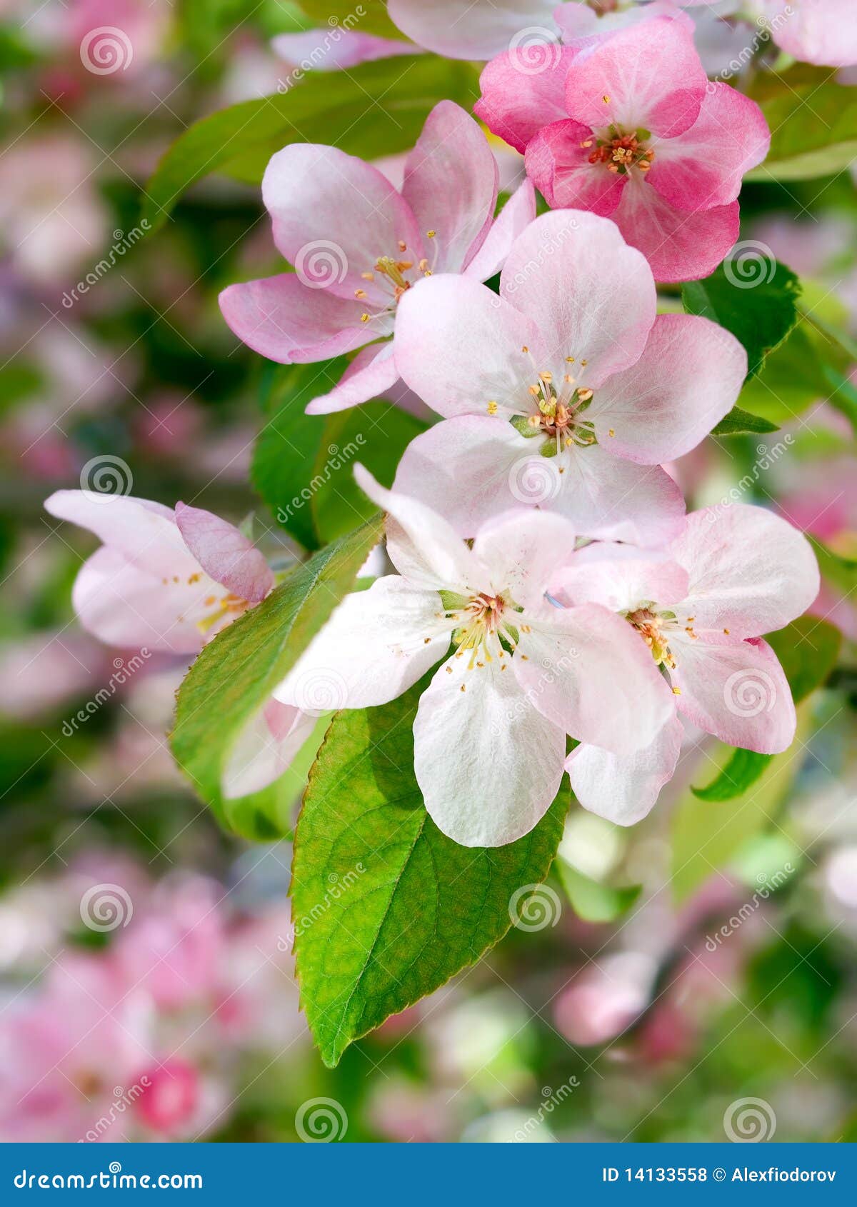 Springtime. stock photo. Image of bloom, flora, detail - 14133558