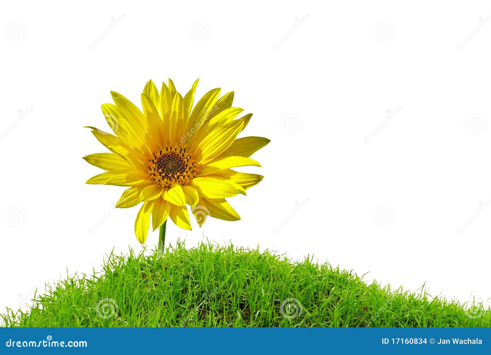 Springtime stock photo. Image of pollen, fresh, field - 17160834
