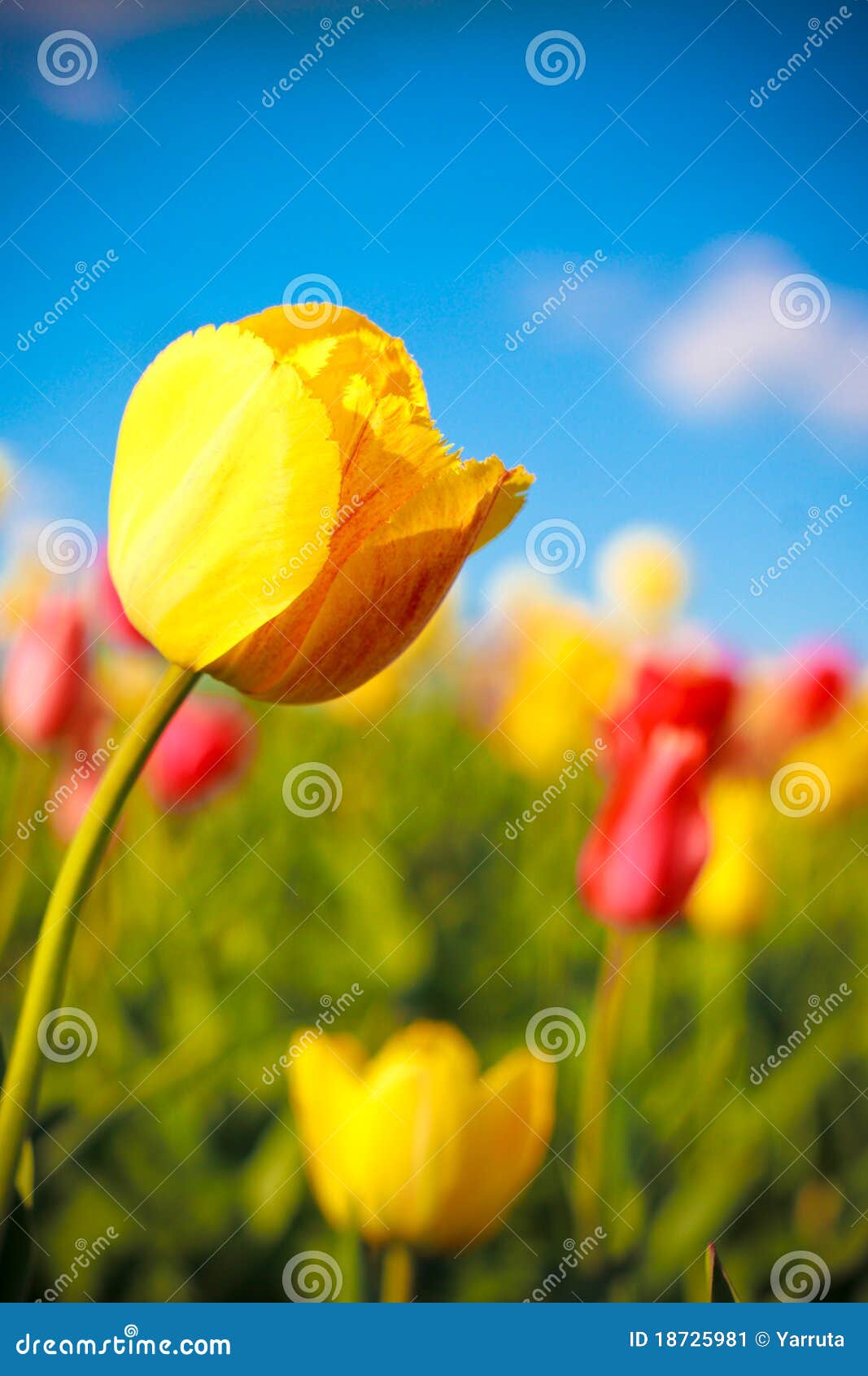 Springtime stock image. Image of green, horizon, plant - 18725981