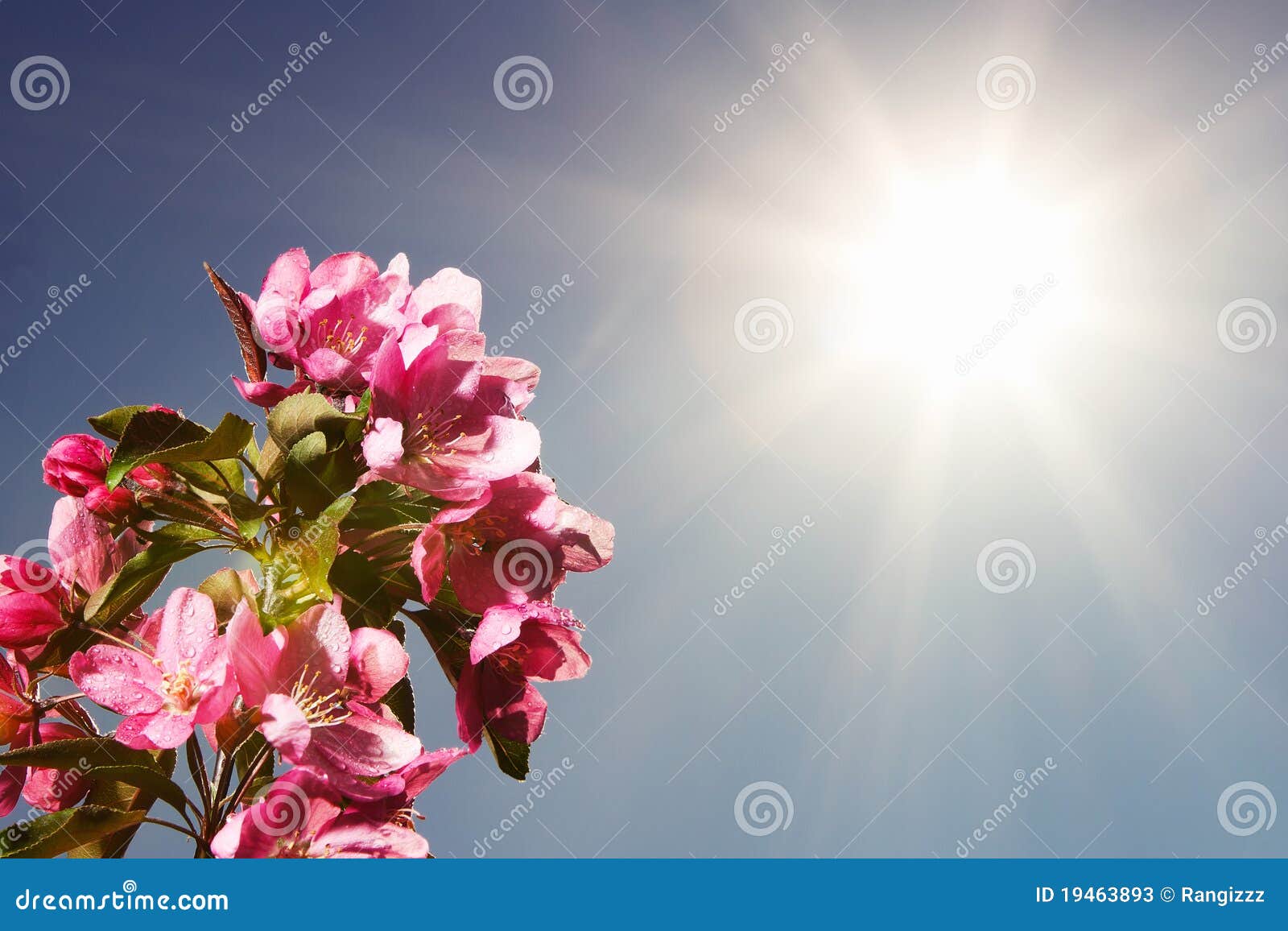 Springtime stock image. Image of field, freedom, closeup - 19463893