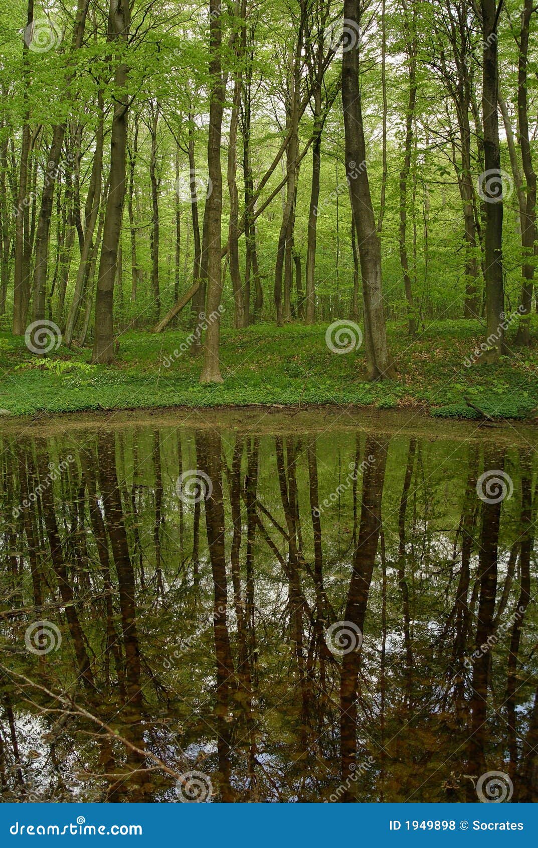 Springtime stock photo. Image of beautiful, green, serenity - 1949898