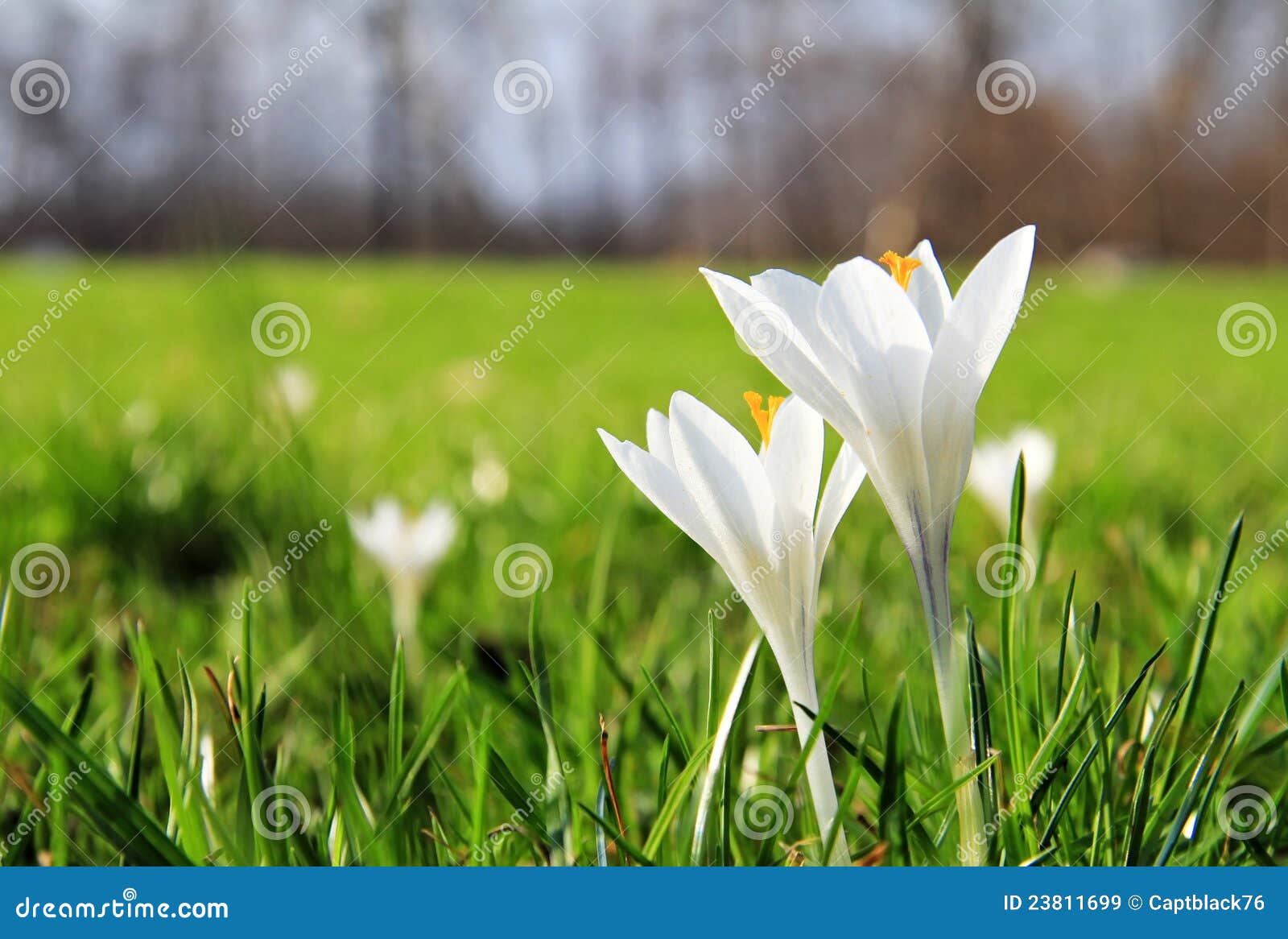 Springtime stock image. Image of freshness, vibrant, springtime - 23811699