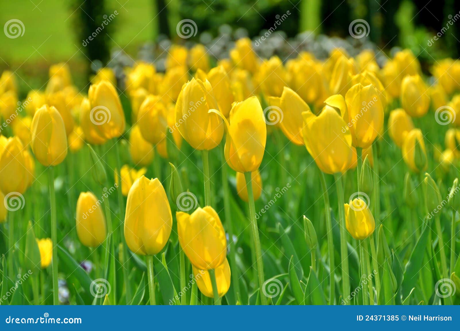 Springtime stock image. Image of vivid, petal, bright - 24371385