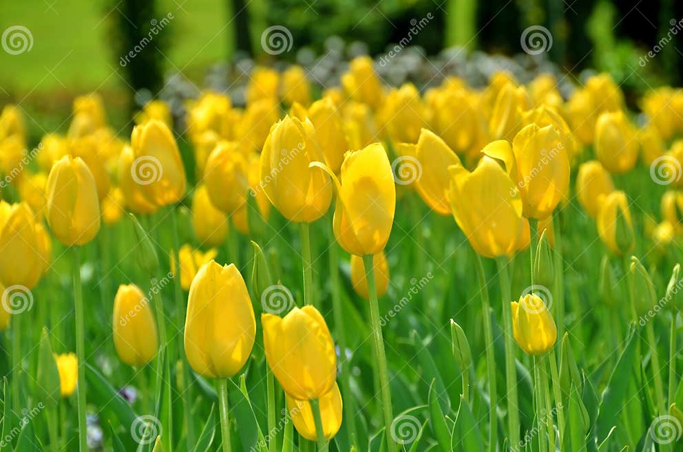 Springtime stock image. Image of vivid, petal, bright - 24371385