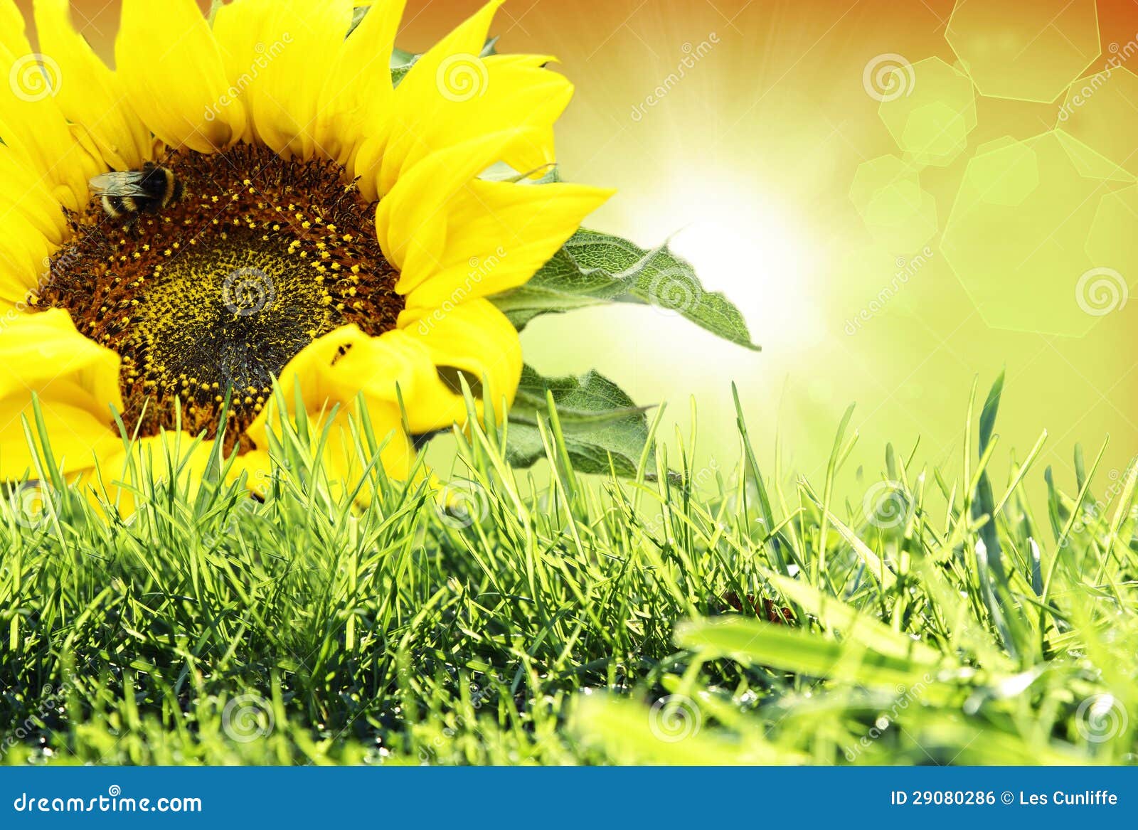 Springtime stock photo. Image of landscape, garden, lawn - 29080286