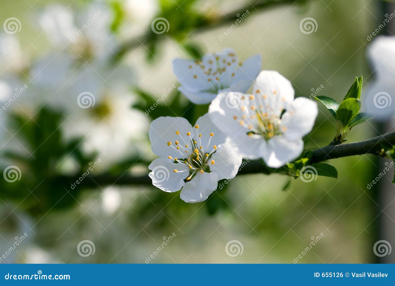 Springtime stock photo. Image of macro, light, colour, spring - 655126