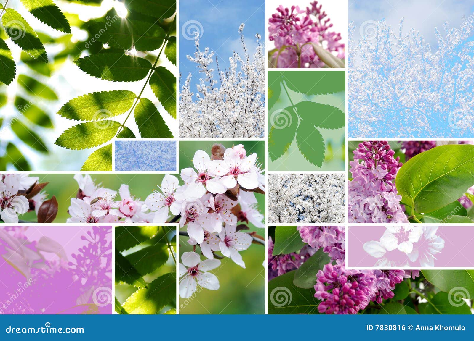 Springtime stock photo. Image of nature, seasonal, lilac - 7830816