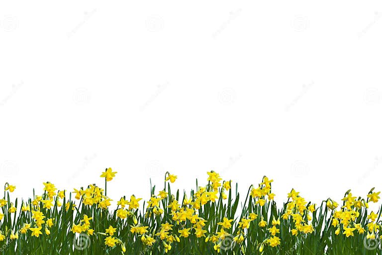 Springtime stock photo. Image of tradition, flower, nature - 9025320