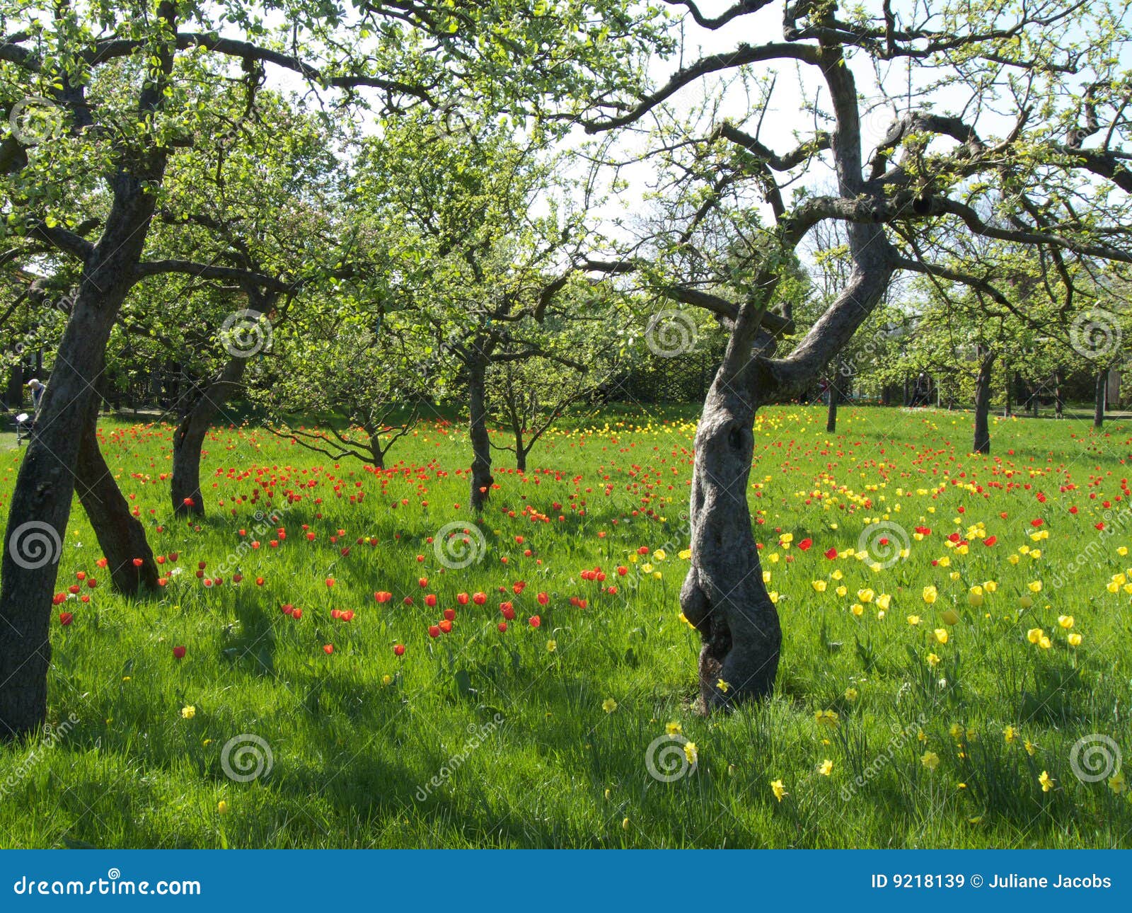 Springtime stock image. Image of outdoors, fresh, landscape - 9218139